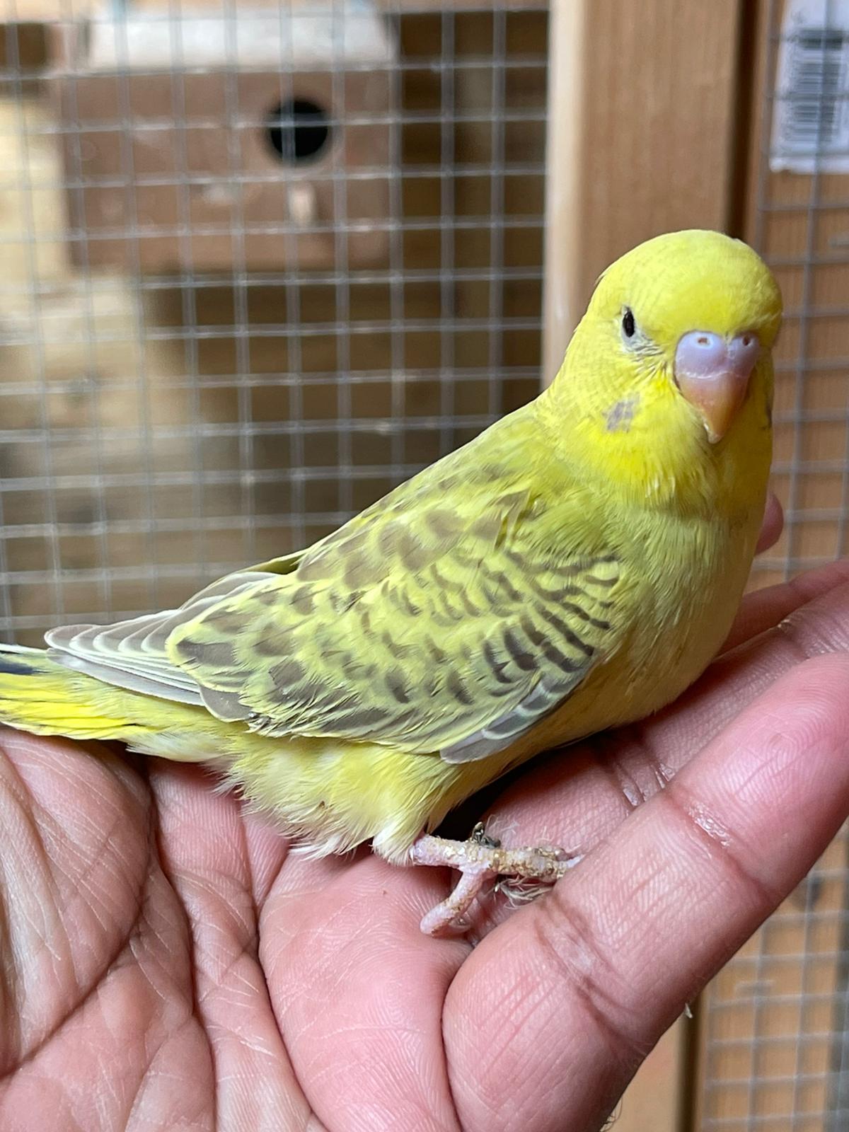 Hand Tamed Budgie - Kentbirds