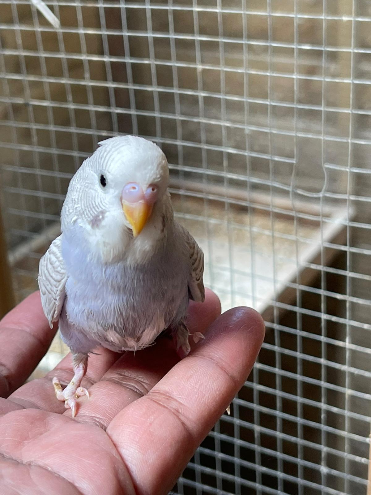 Hand Tamed Budgie - Kentbirds