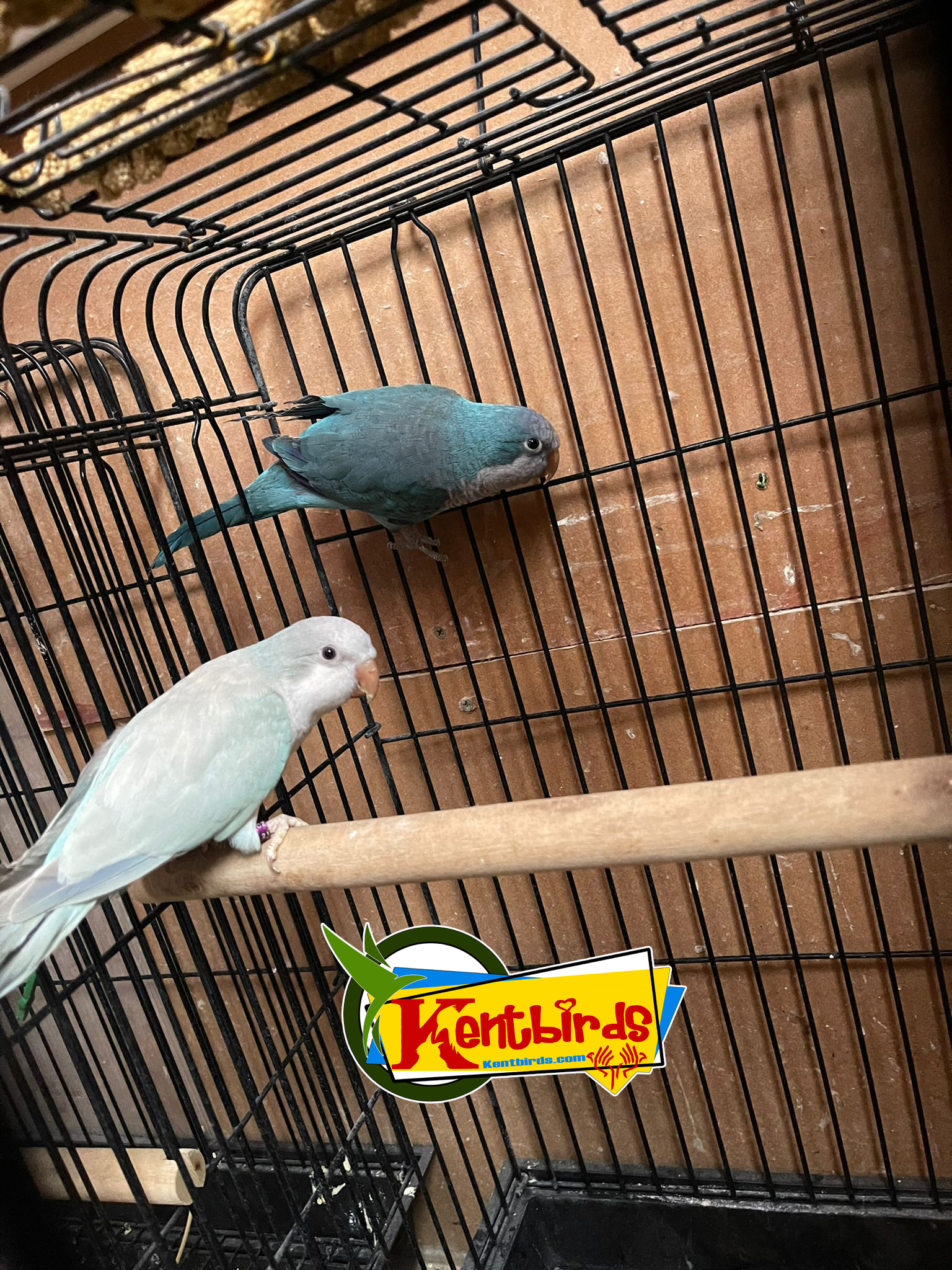 Quaker (Monk) Parakeet - Kentbirds