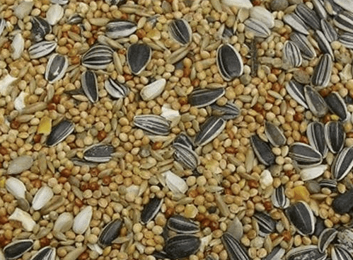 SMALL PARAKEET 3KG - Kentbirds