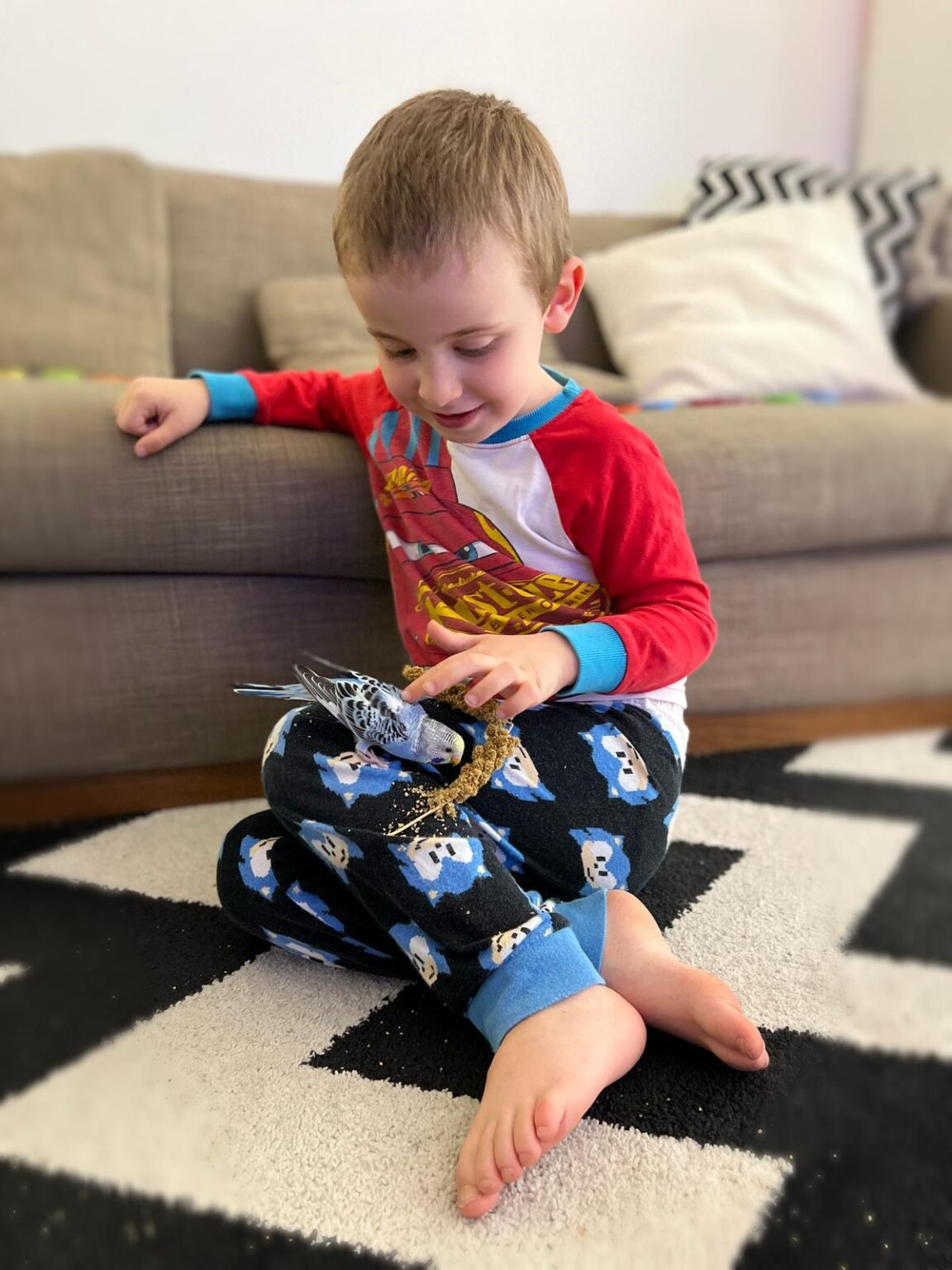 Kentbirds - Best Bird Breeder In London