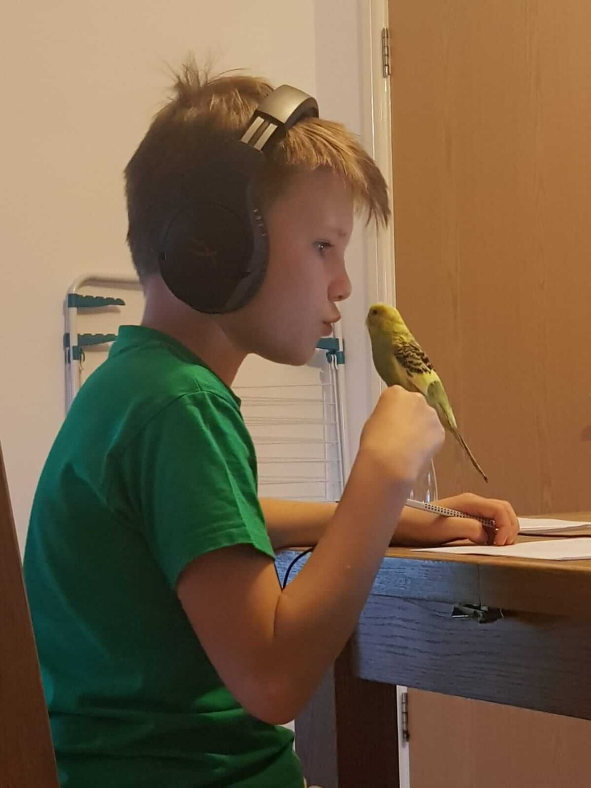 Kentbirds - Best Bird Breeder In London