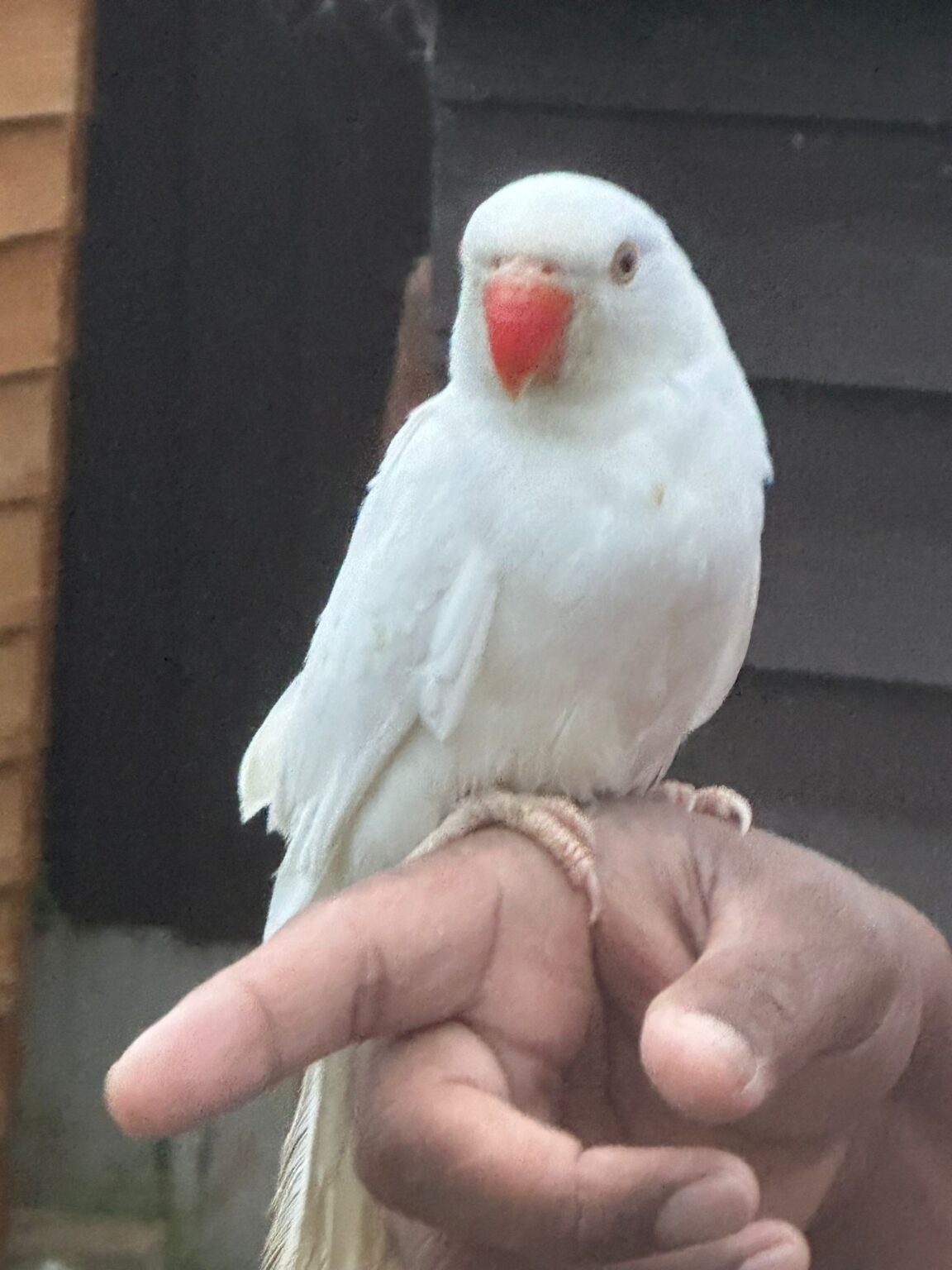 Kentbirds - Best Bird Breeder In London