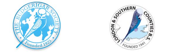 Hand Tamed Budgie - Kentbirds