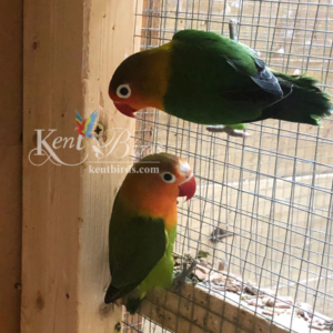 Facts About Indian Ringneck Parakeets - Kentbirds