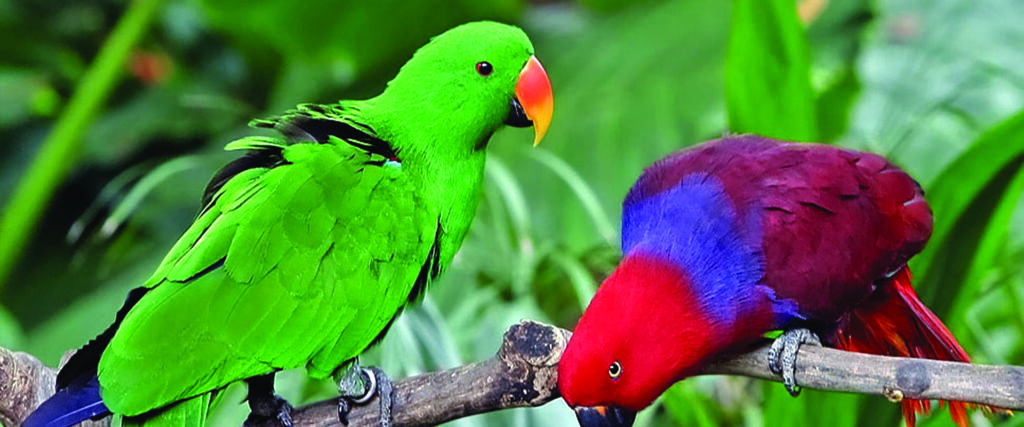 Kentbirds - Best Bird Breeder In London