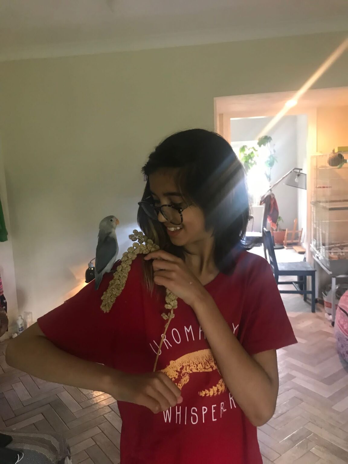 Kentbirds - Best Bird Breeder In London