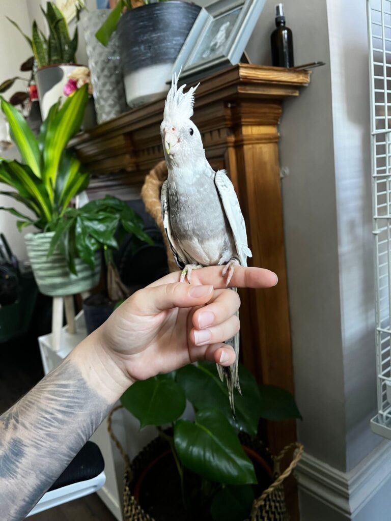 Kentbirds - Best Bird Breeder In London